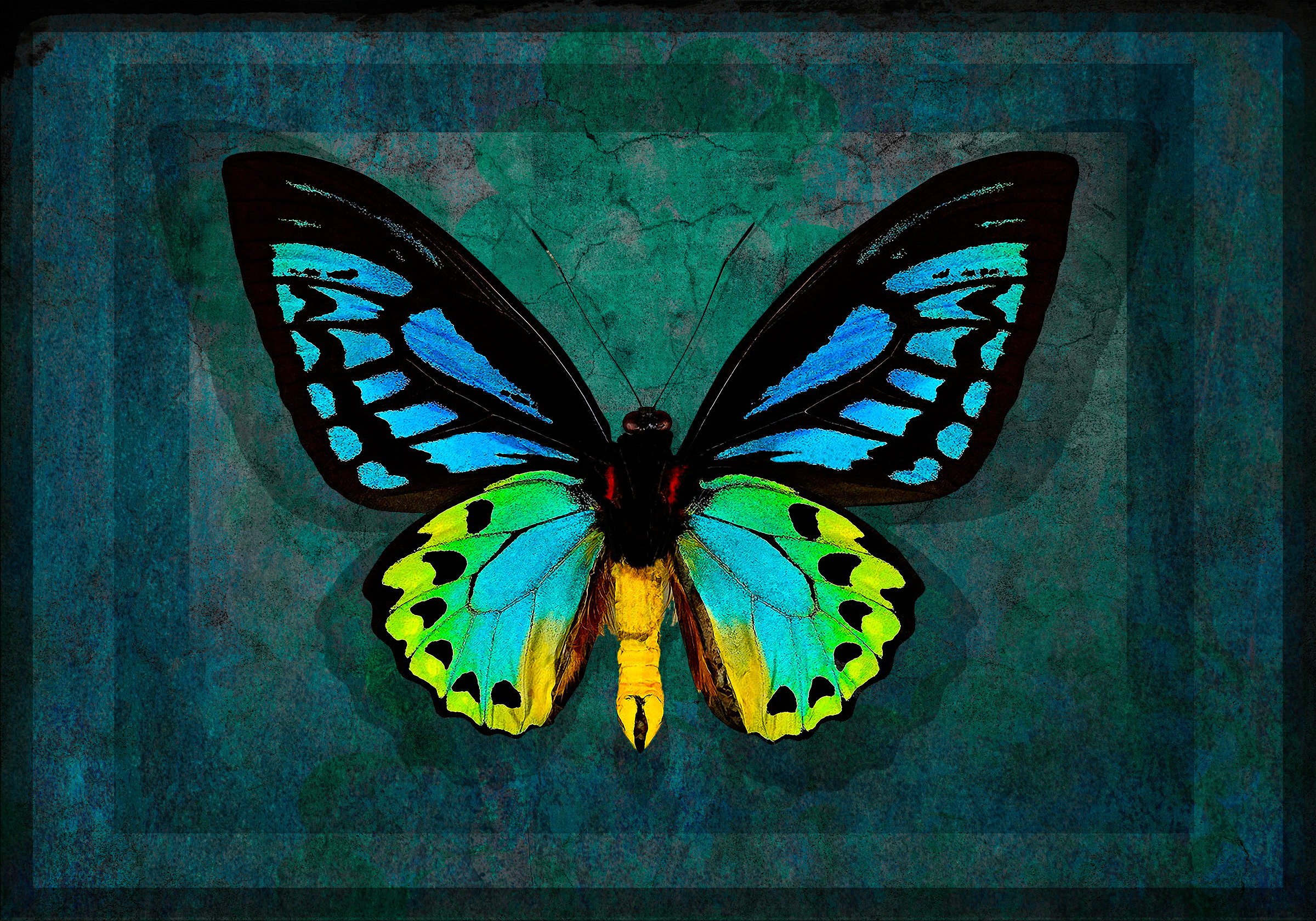 Priam's Birdwing by Michael Protiva (Giclee Print) | Artful Home