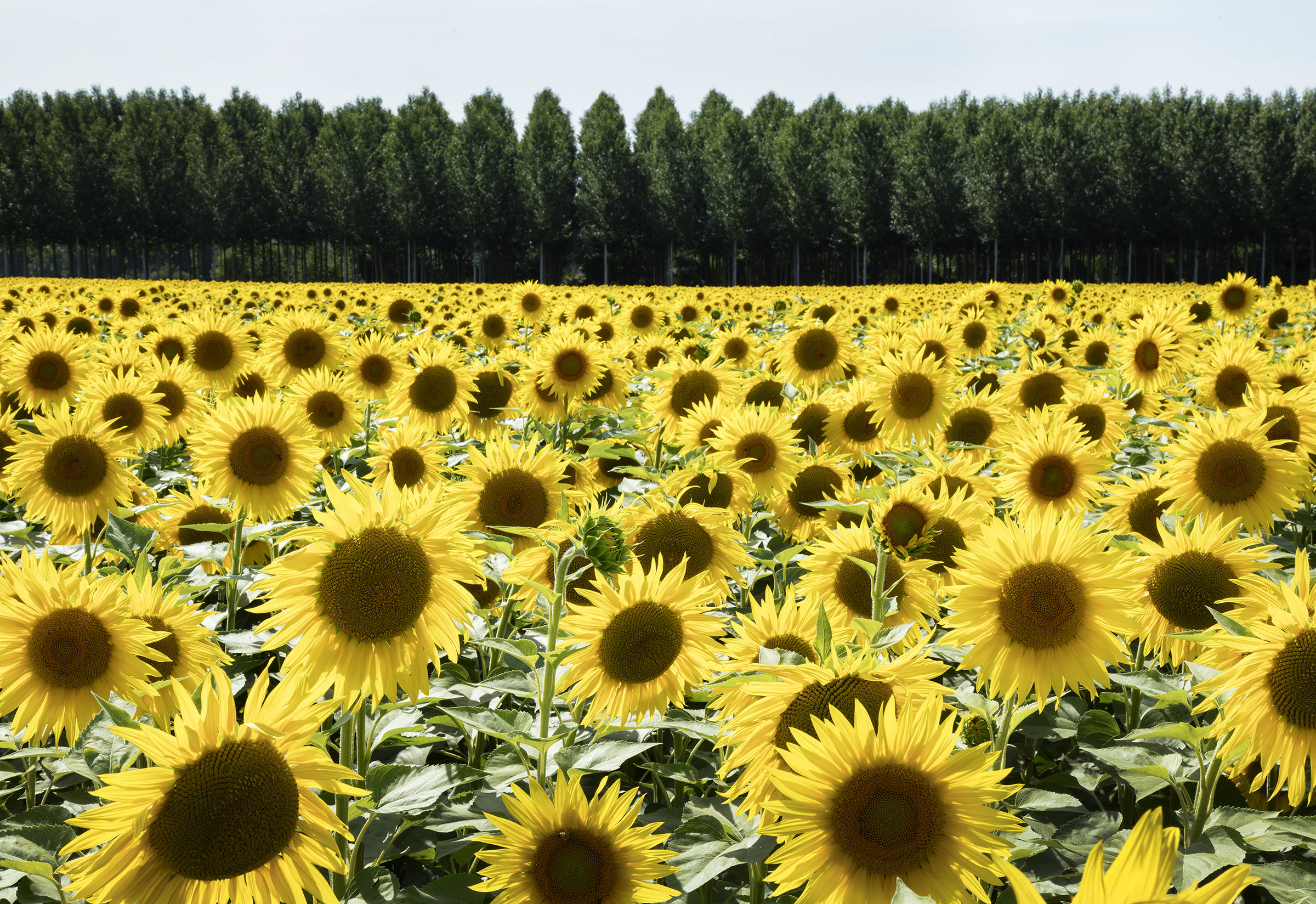 Sunflowers and Trees by William Lemke (Color Photograph) | Artful Home